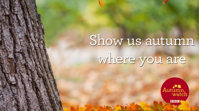 Autumn where you are - CBBC - BBC