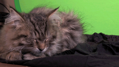 Pet takeover with Pippin - CBBC - BBC